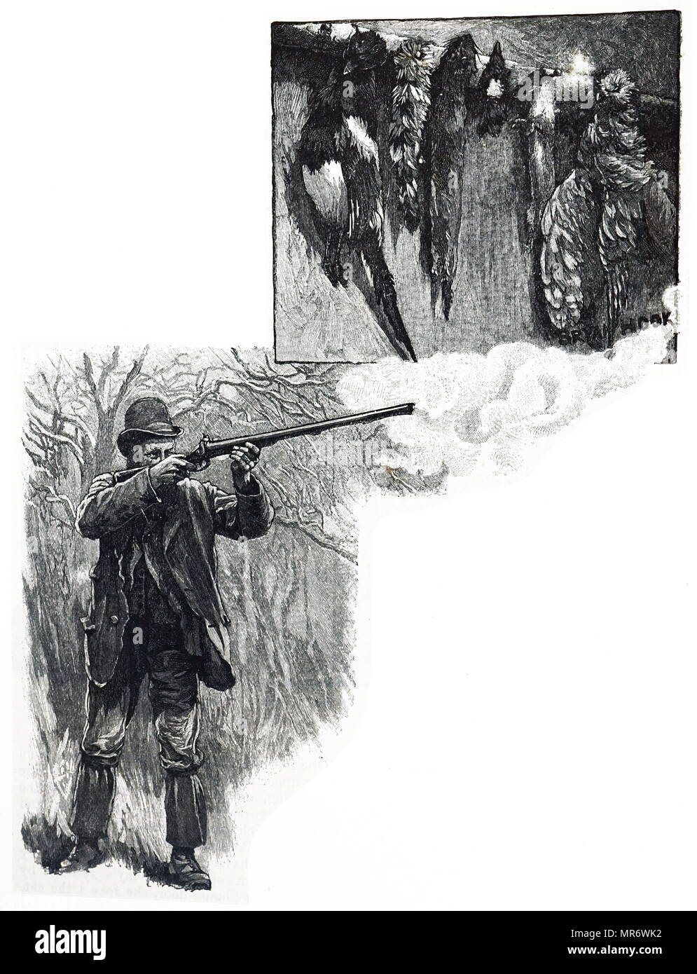 Engraving depicting a gamekeeper shooting his gun. Above, are the ...