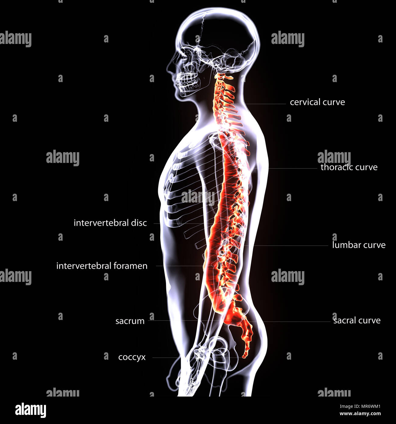 3d render of human skeleton anatomy system Stock Photo - Alamy