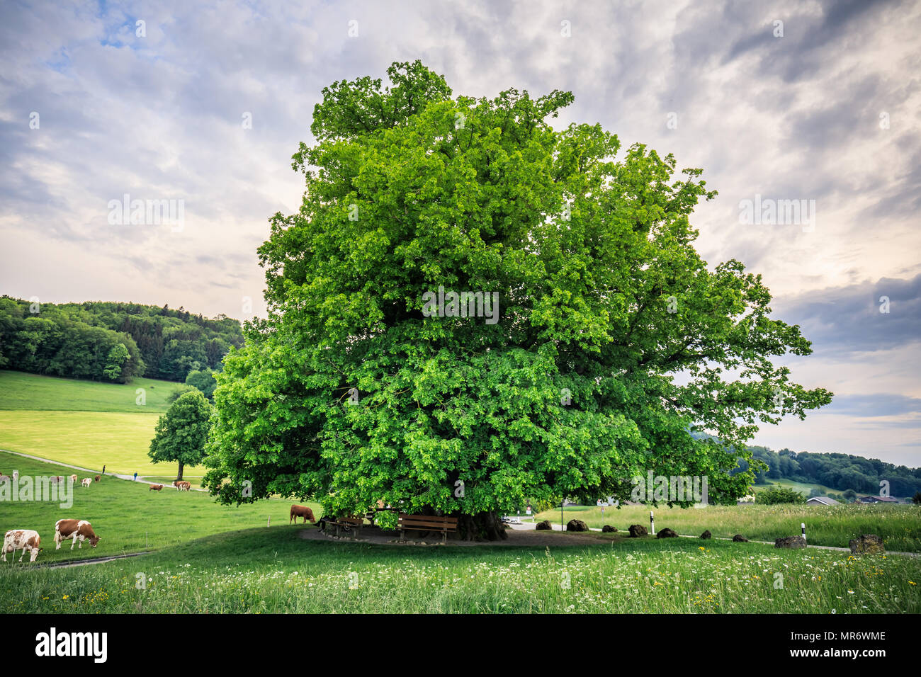 Linden tree hi-res stock photography and images - Alamy
