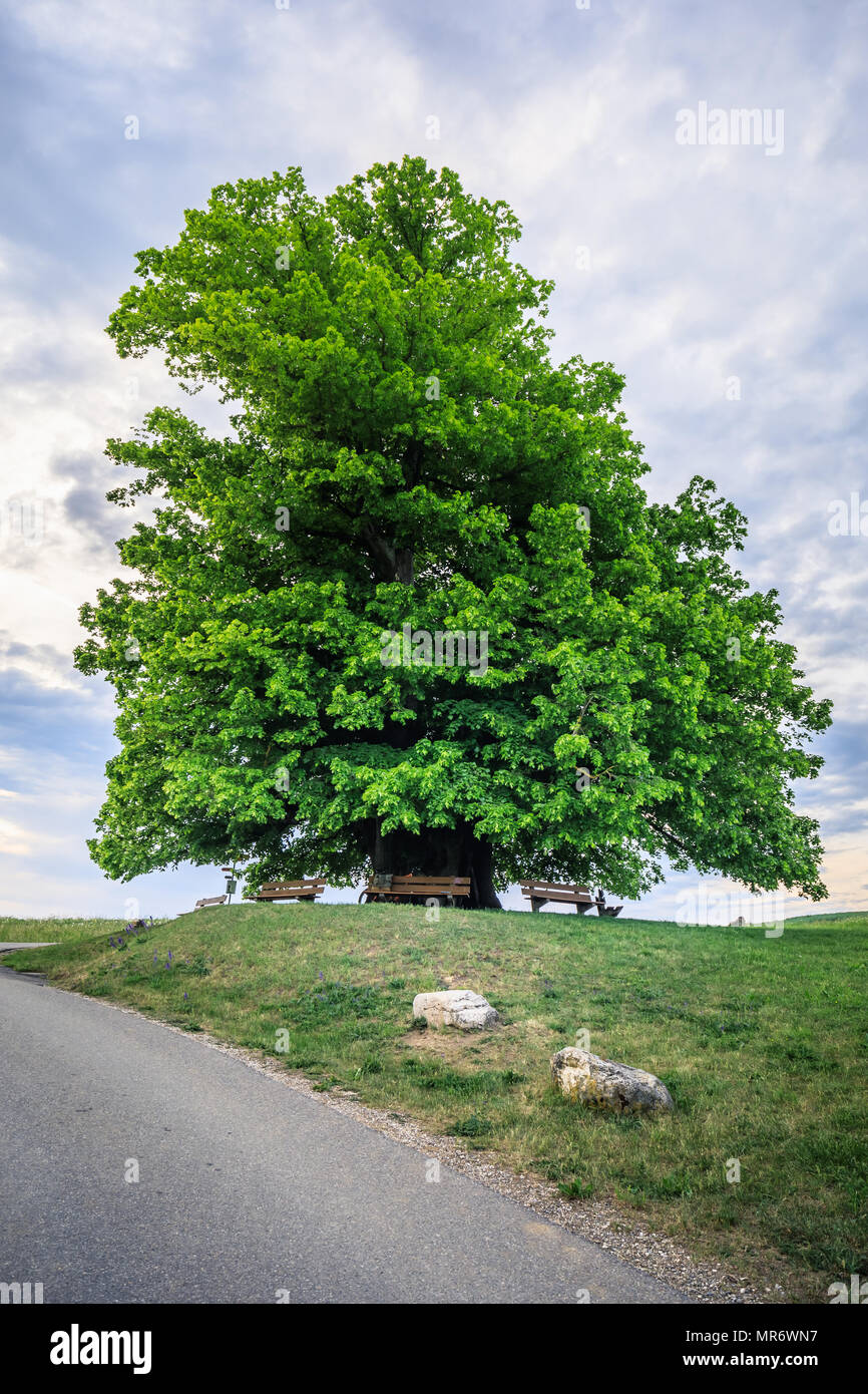 Amazing old linden tree under spectacular sky in linn aargau hdr ...