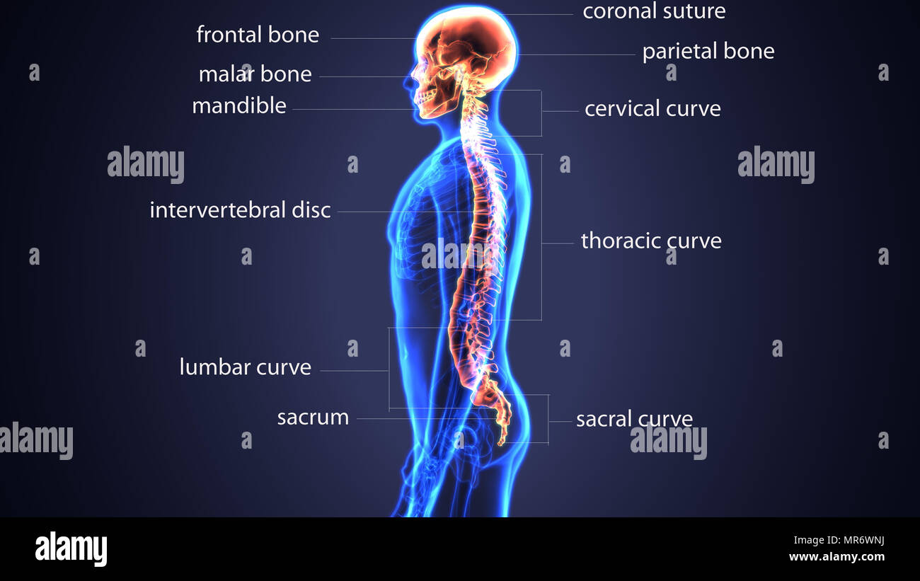 3d render of human skeleton anatomy system Stock Photo - Alamy