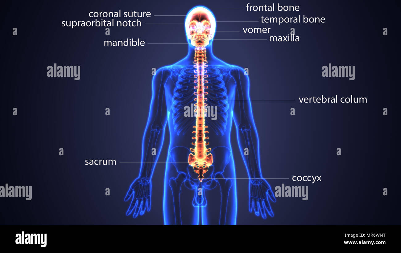 3d render of human skeleton anatomy system Stock Photo - Alamy