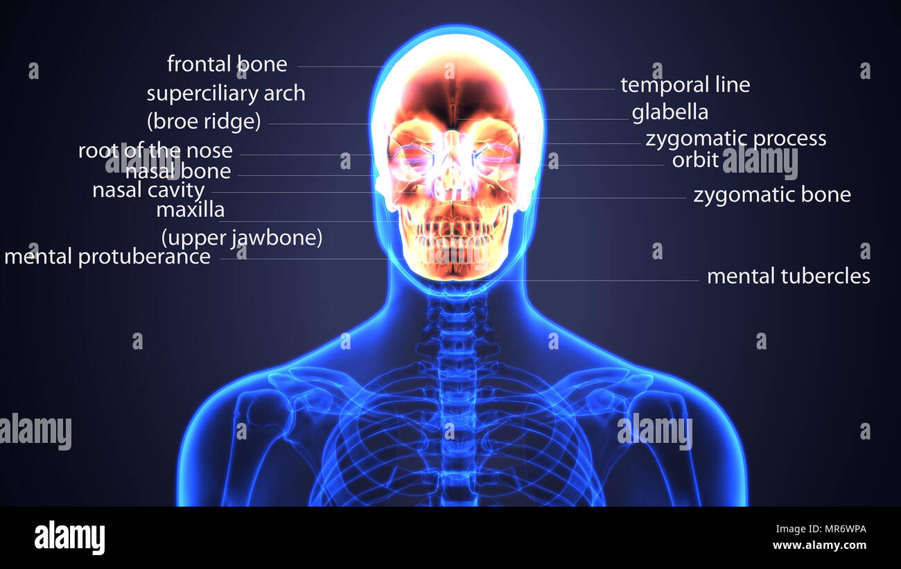 3d render of human skeleton anatomy system Stock Photo - Alamy