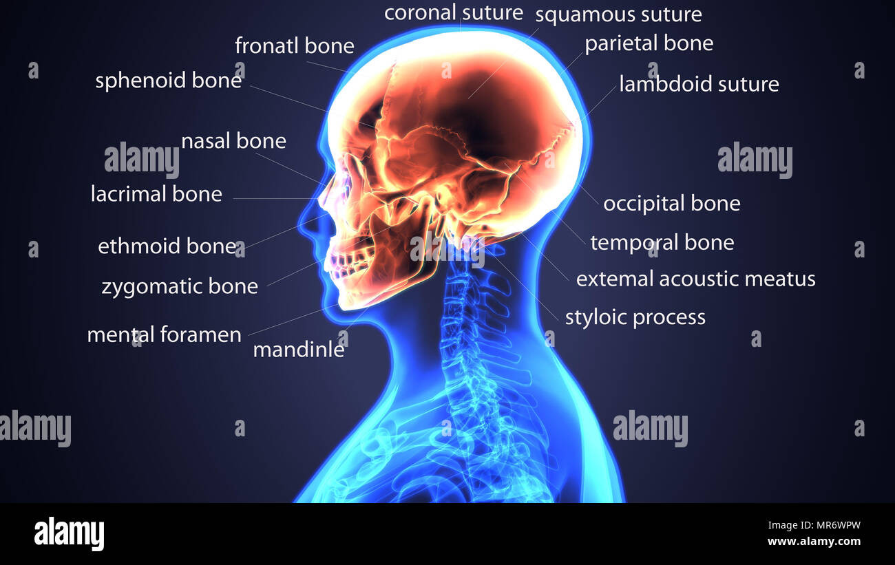 Anatomy radiation hi-res stock photography and images - Alamy