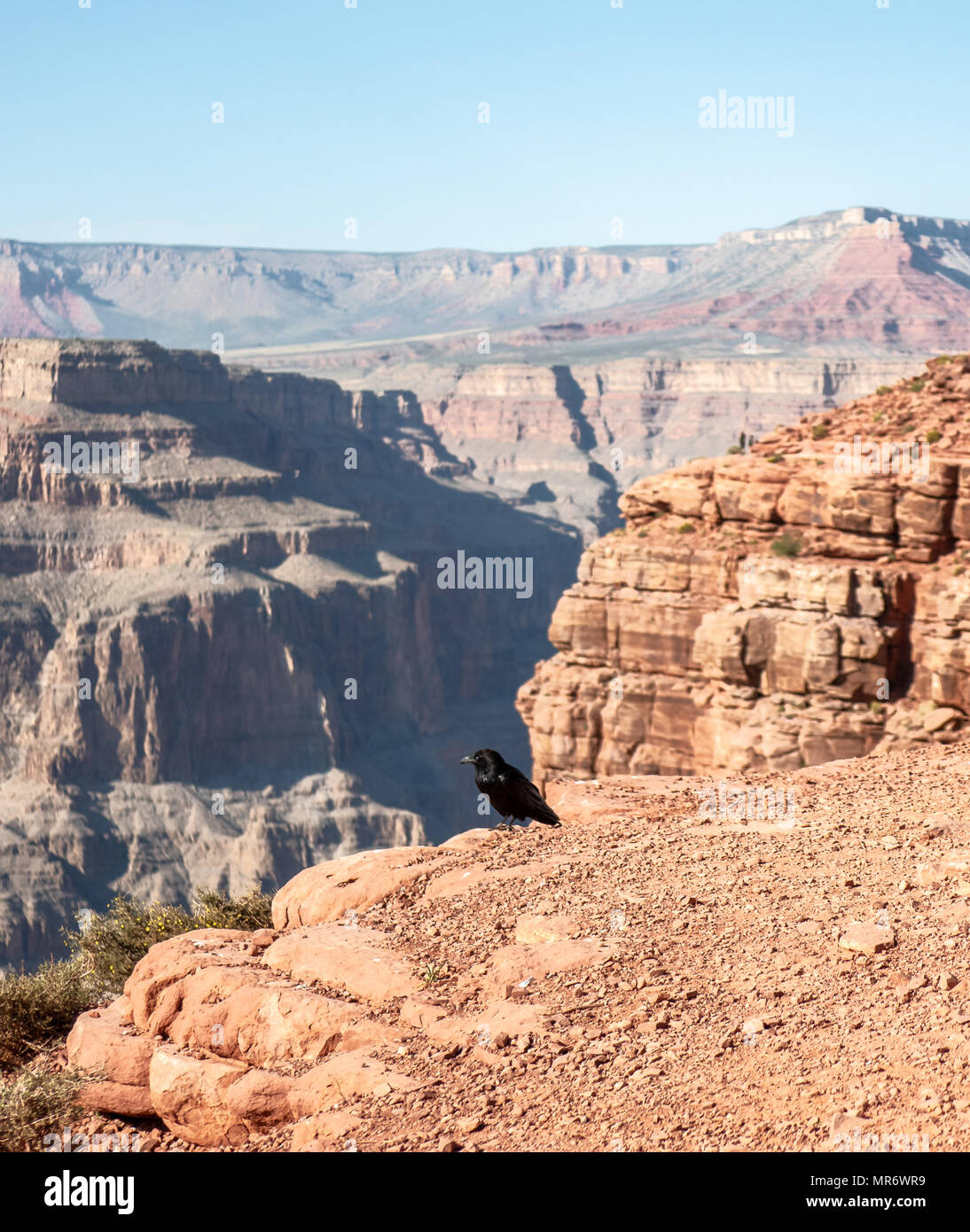 Crow Standing on the Edge of the Grand Canyon Stock Photo - Alamy