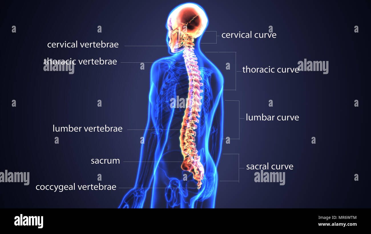 3d Render Of Human Skeleton Anatomy System Stock Photo Alamy 3d Render Of Human Skeleton Anatomy System Stock Photo Alamy