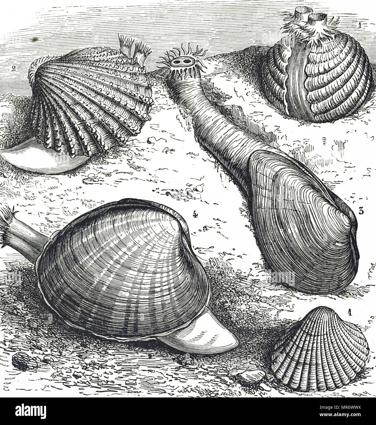 Engraving depicting cockles, a small, edible, marine bivalve mollusc ...