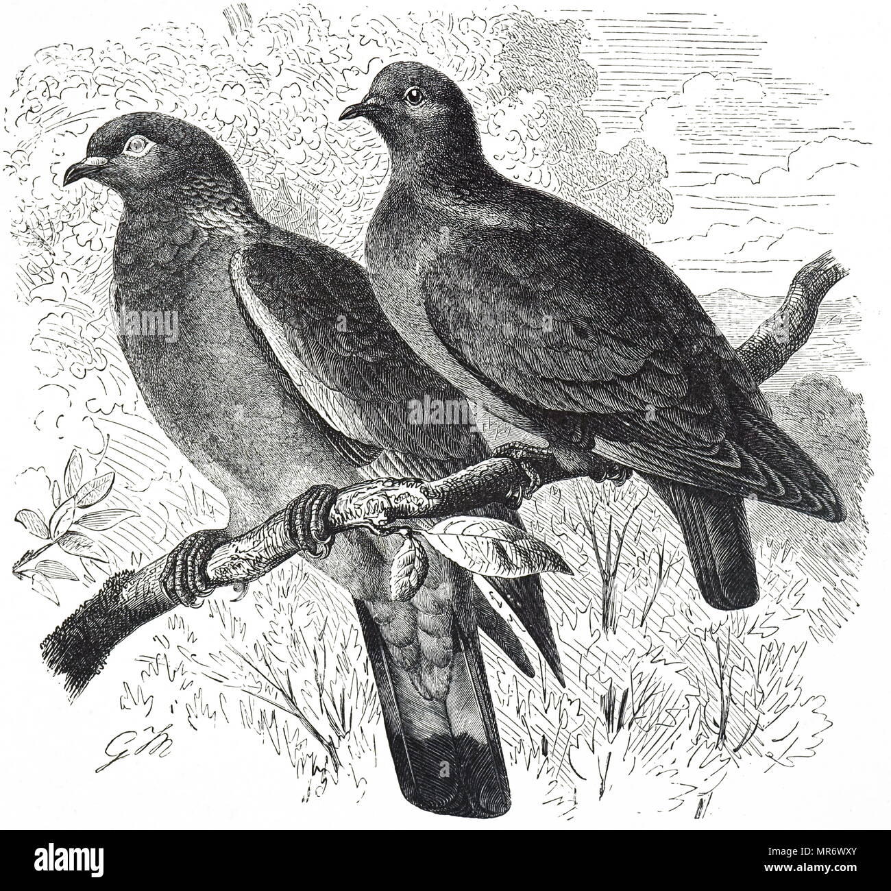 Engraving depicting a stock dove (right) and ring-necked dove (left ...