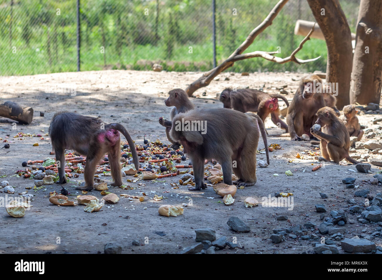 Group of monkeys in the Tbilisi zoo Stock Photo - Alamy