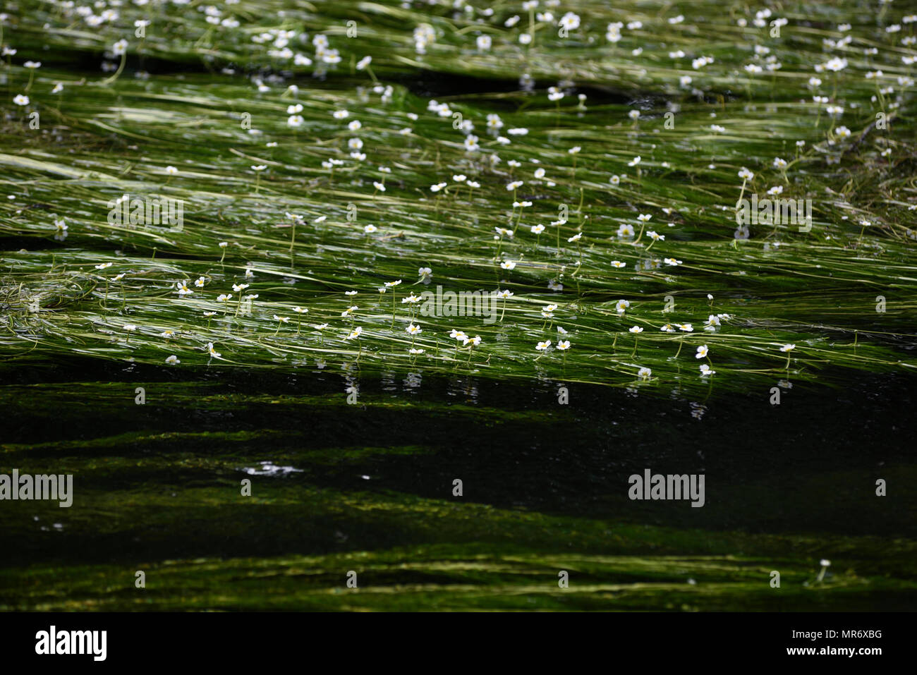 green river algae with white flowers, Bavaria, Germany Stock Photo - Alamy