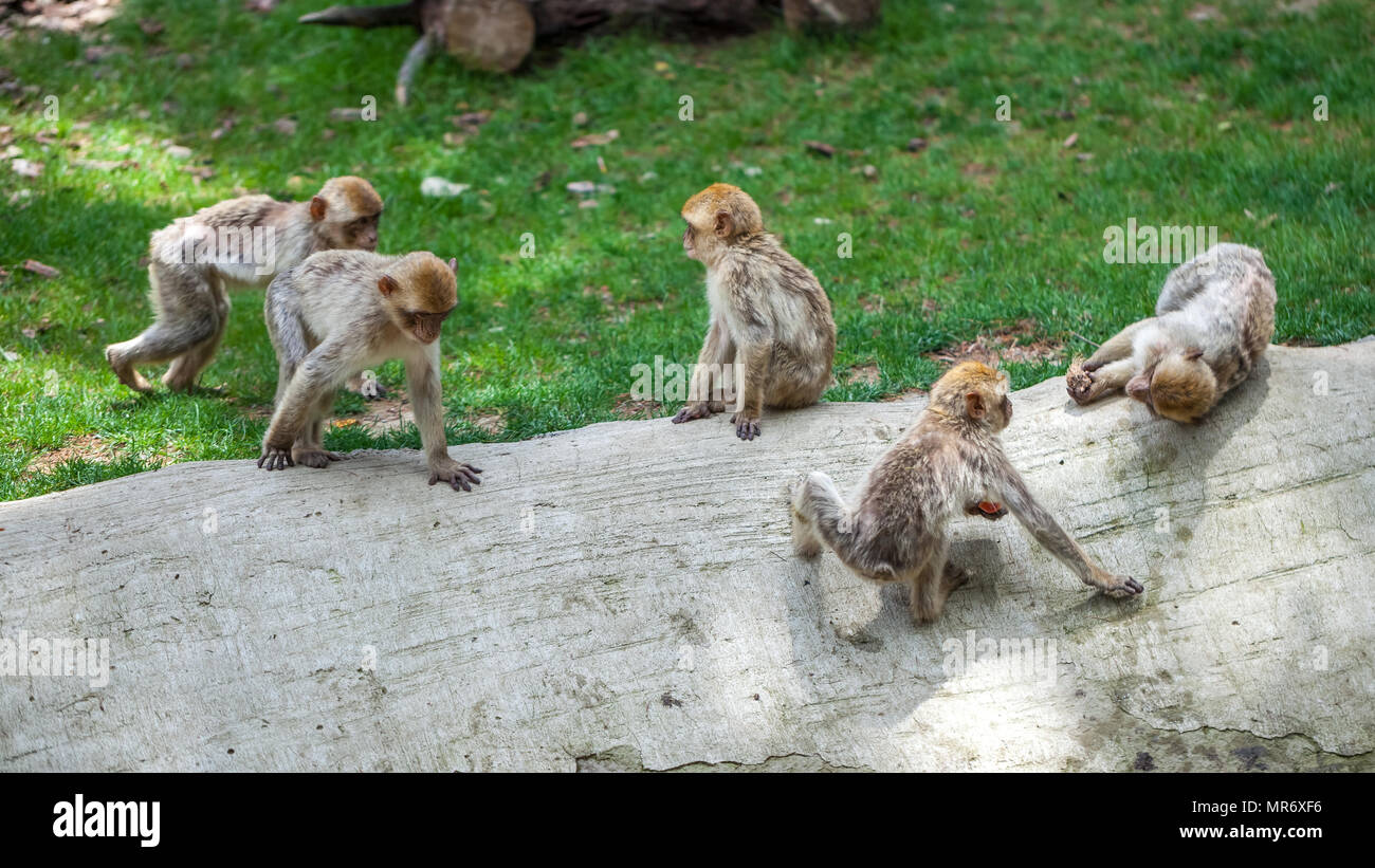 Group of monkeys in the Tbilisi zoo Stock Photo - Alamy