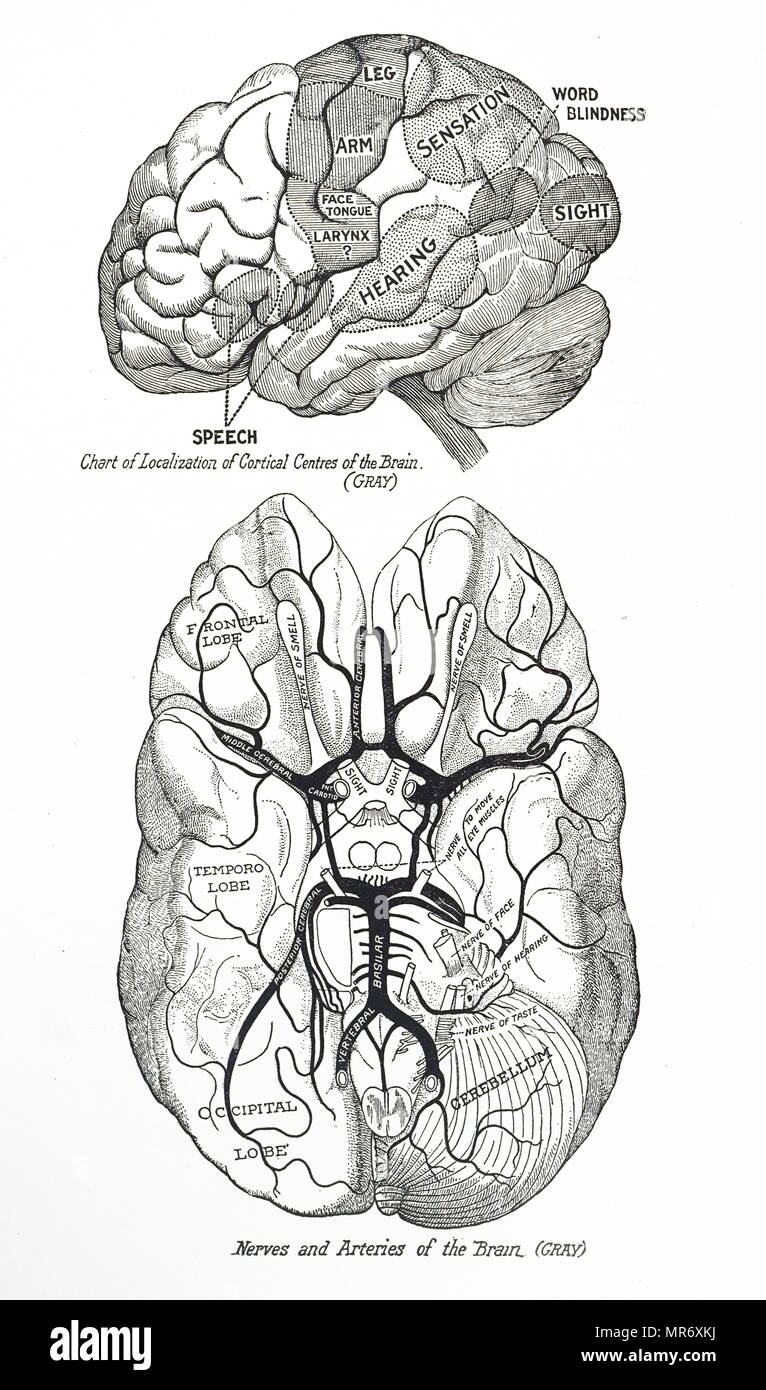 Engraving depicting a human brain. Top: Chart of localisation of ...