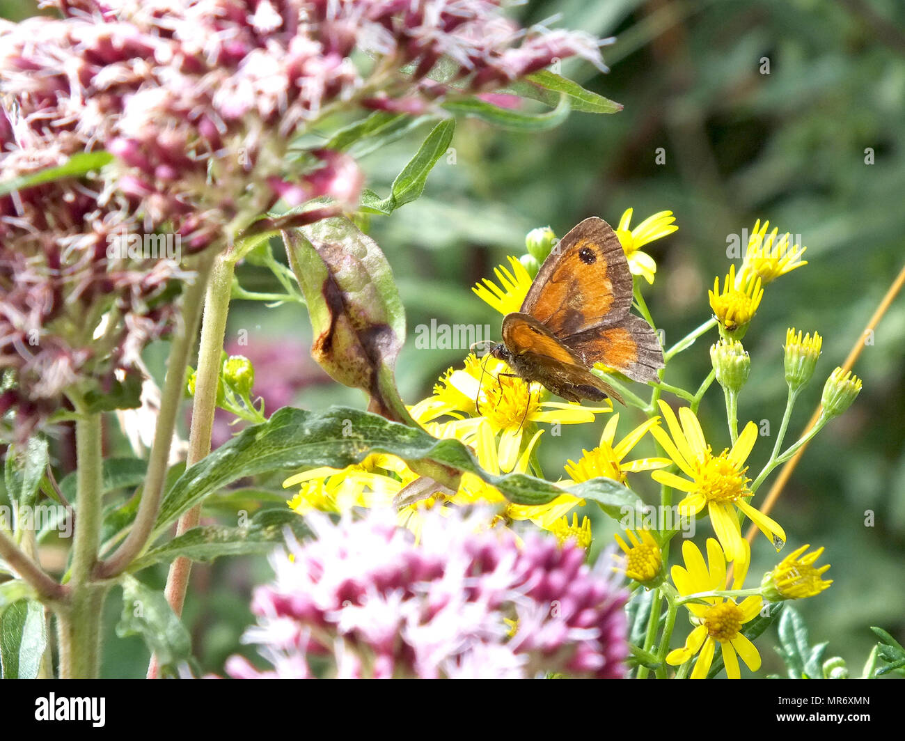 Gatekeeper butterflies uk hi-res stock photography and images - Alamy