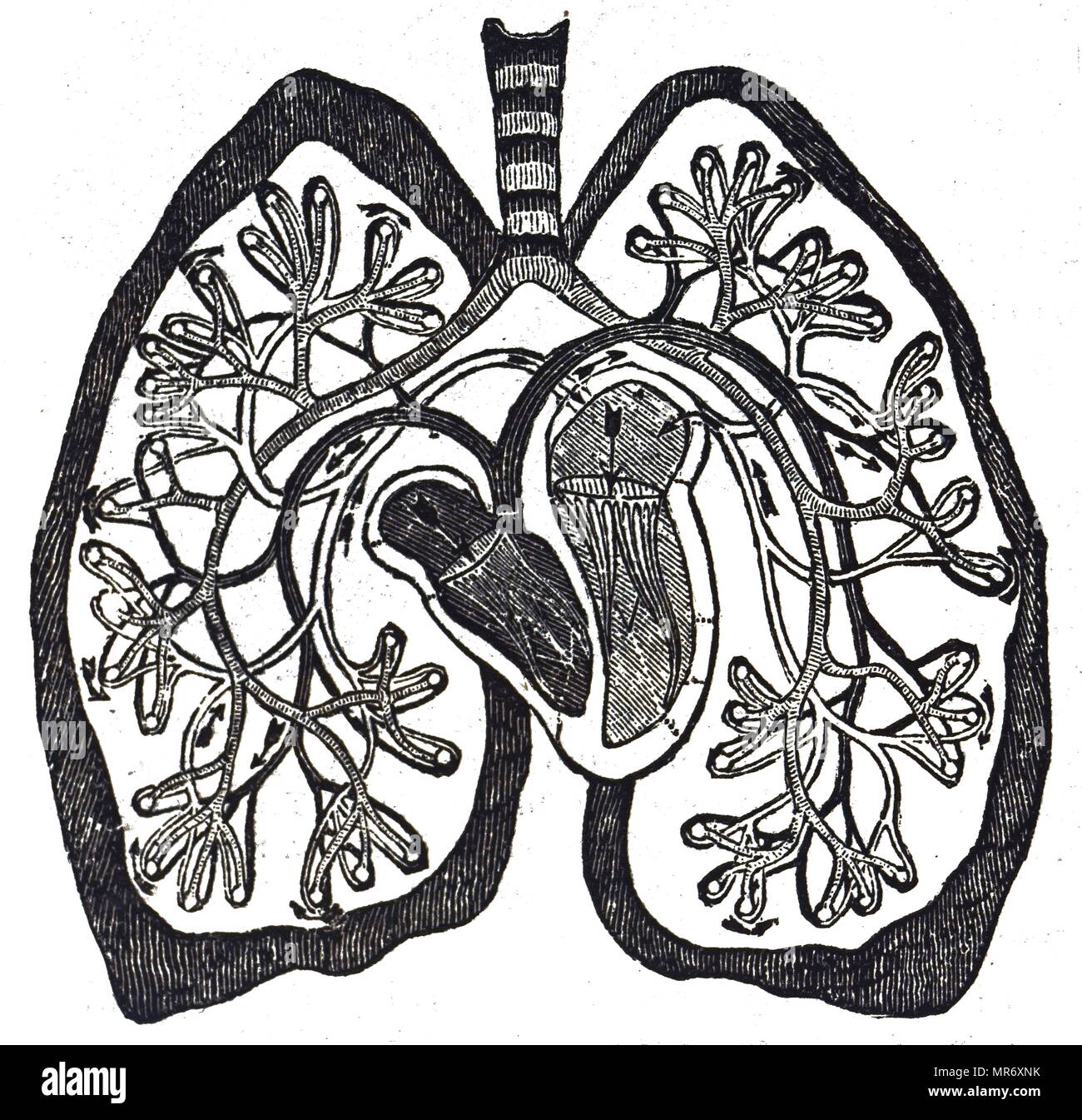 Diagram of the circulation of blood as understood after William Harvey ...