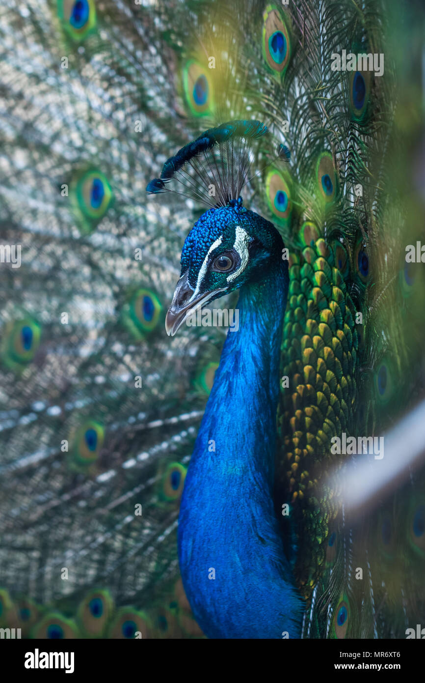 beautiful peacock displaying his colorful tail, zoo, Tbilisi Stock ...