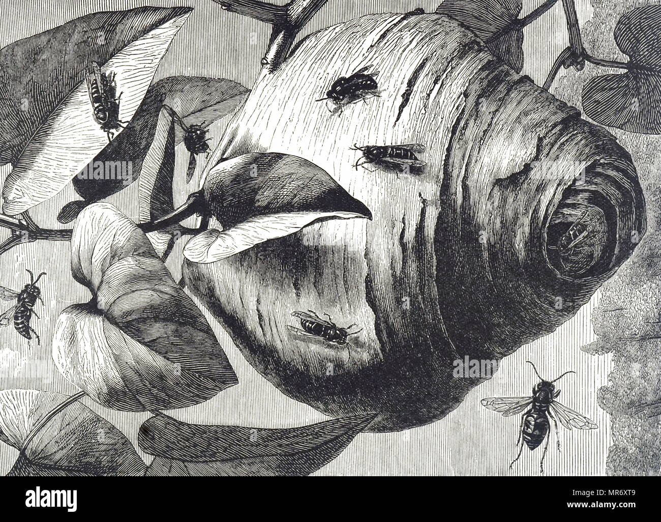 Engraving depicting wasps and their nests. A wasp is any insect of the ...