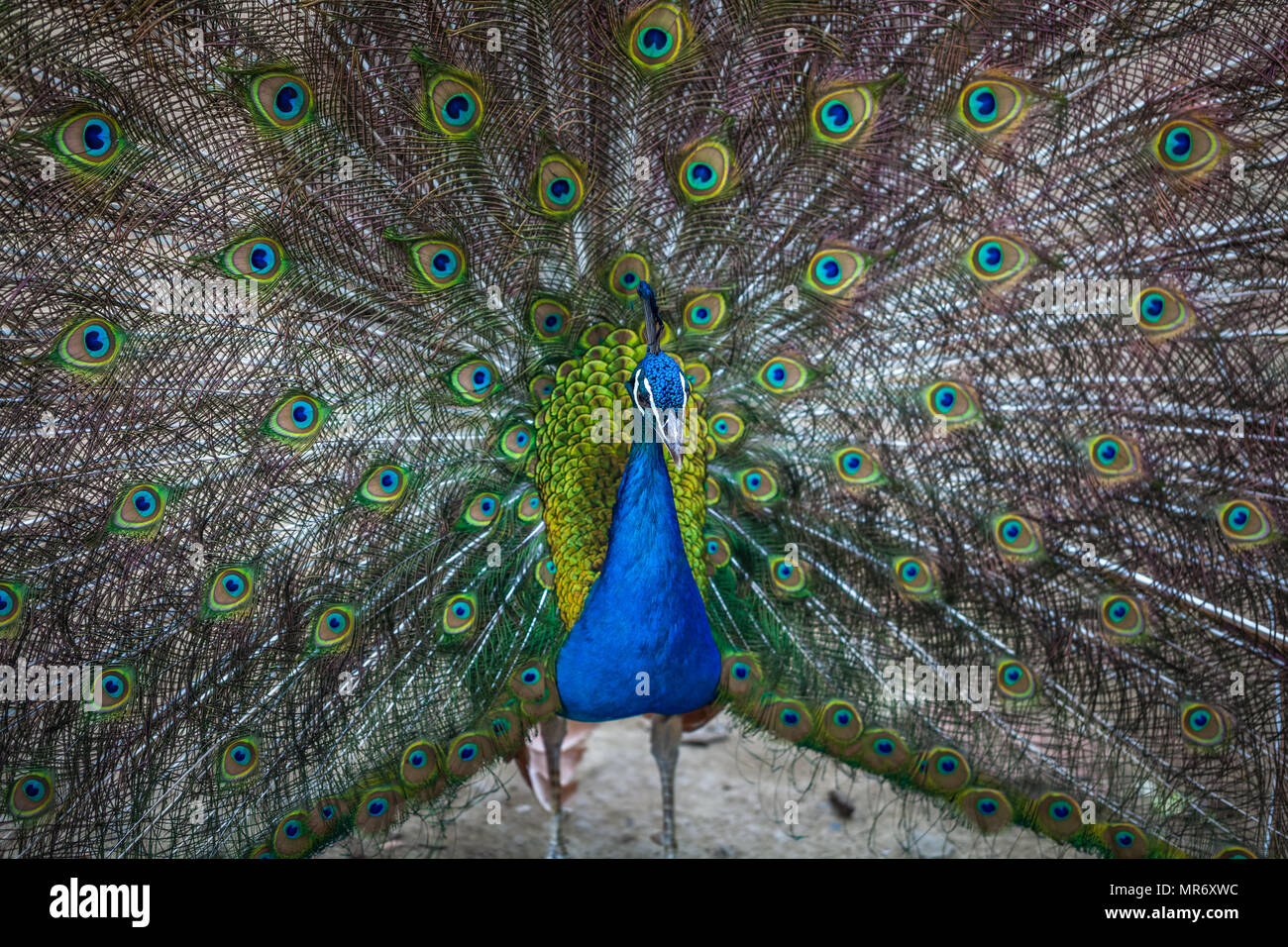 beautiful peacock displaying his colorful tail, zoo, Tbilisi Stock ...