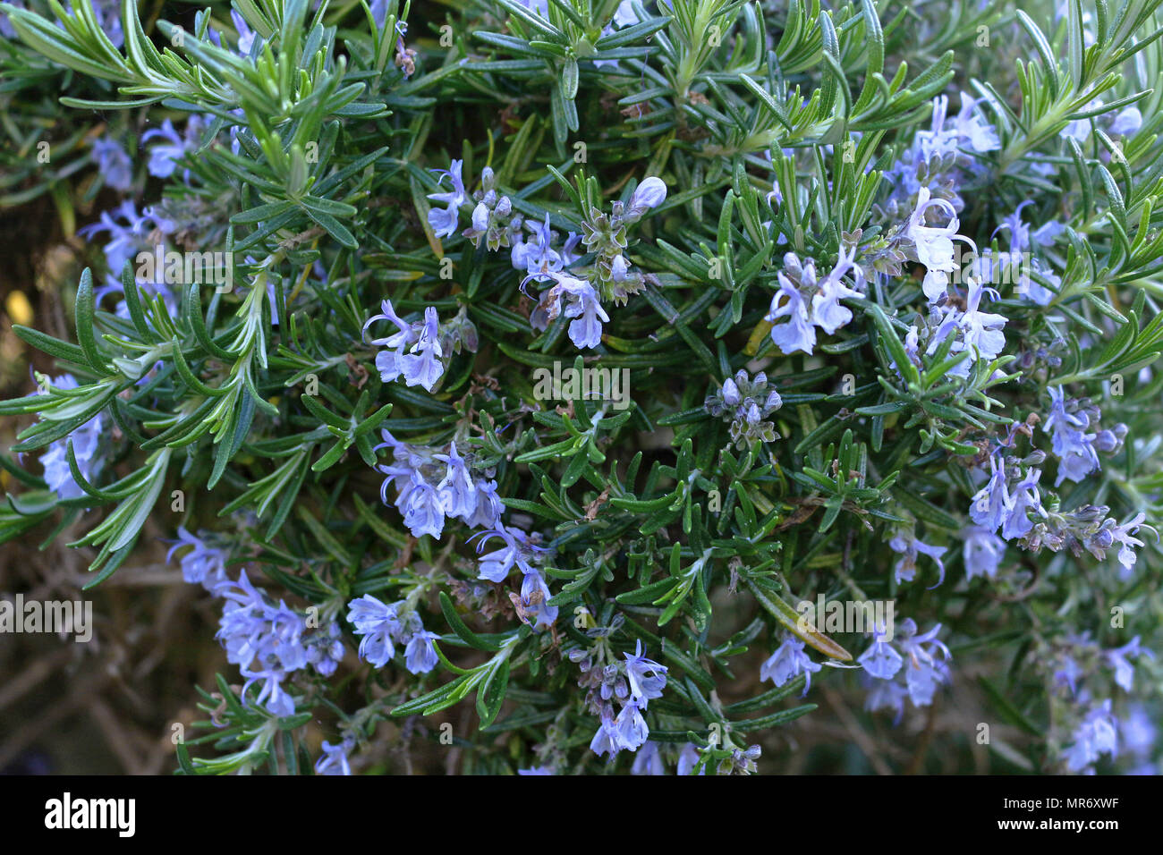 Rosemary close up Stock Photo - Alamy