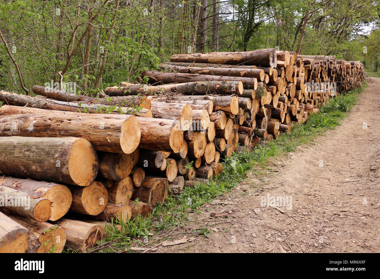 Pile of logs by a path Stock Photo - Alamy