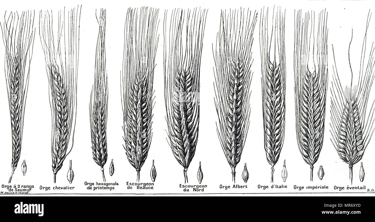 Engraving depicting the main varieties of barley cultivated circa 1920 ...