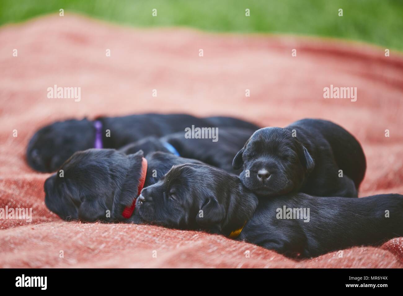 Newborns of dog (10 days old). Puppies siblings of purebred Giant ...
