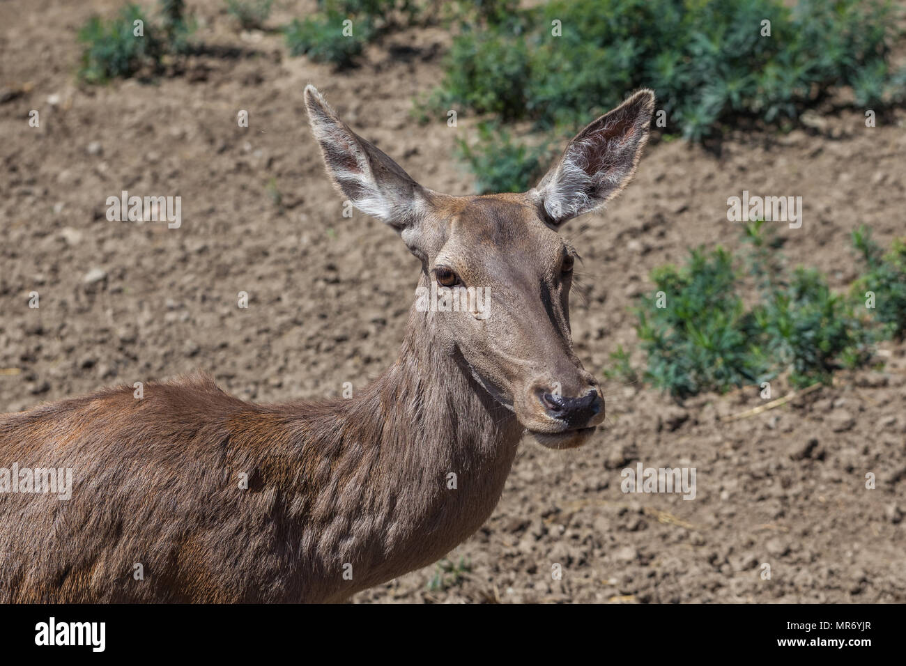Deer in Tbilisi zoo, Georgia. Animals, wildlife Stock Photo - Alamy