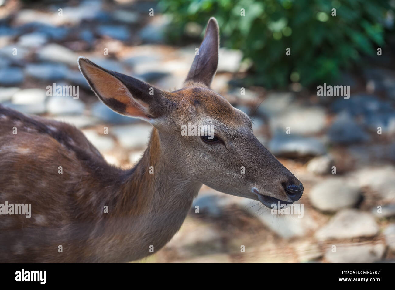 Deer in Tbilisi zoo, Georgia. Animals, wildlife Stock Photo - Alamy