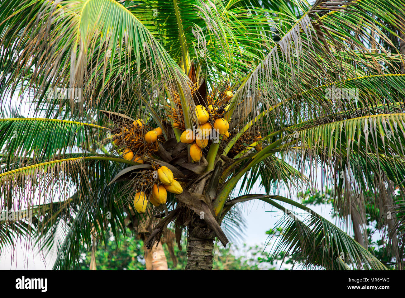 fresh coconuts on beautiful palm tree Stock Photo - Alamy