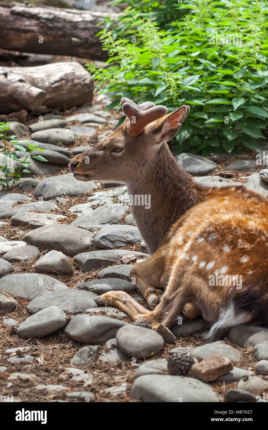 Deer in Tbilisi zoo, Georgia. Animals, wildlife Stock Photo - Alamy