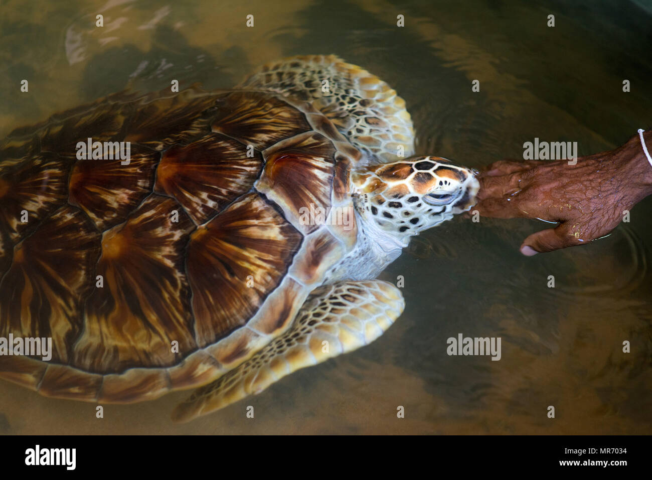 Ocean shell in hand close up with water hi-res stock photography and ...