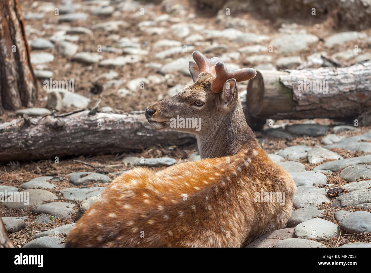 Deer in Tbilisi zoo, Georgia. Animals, wildlife Stock Photo - Alamy