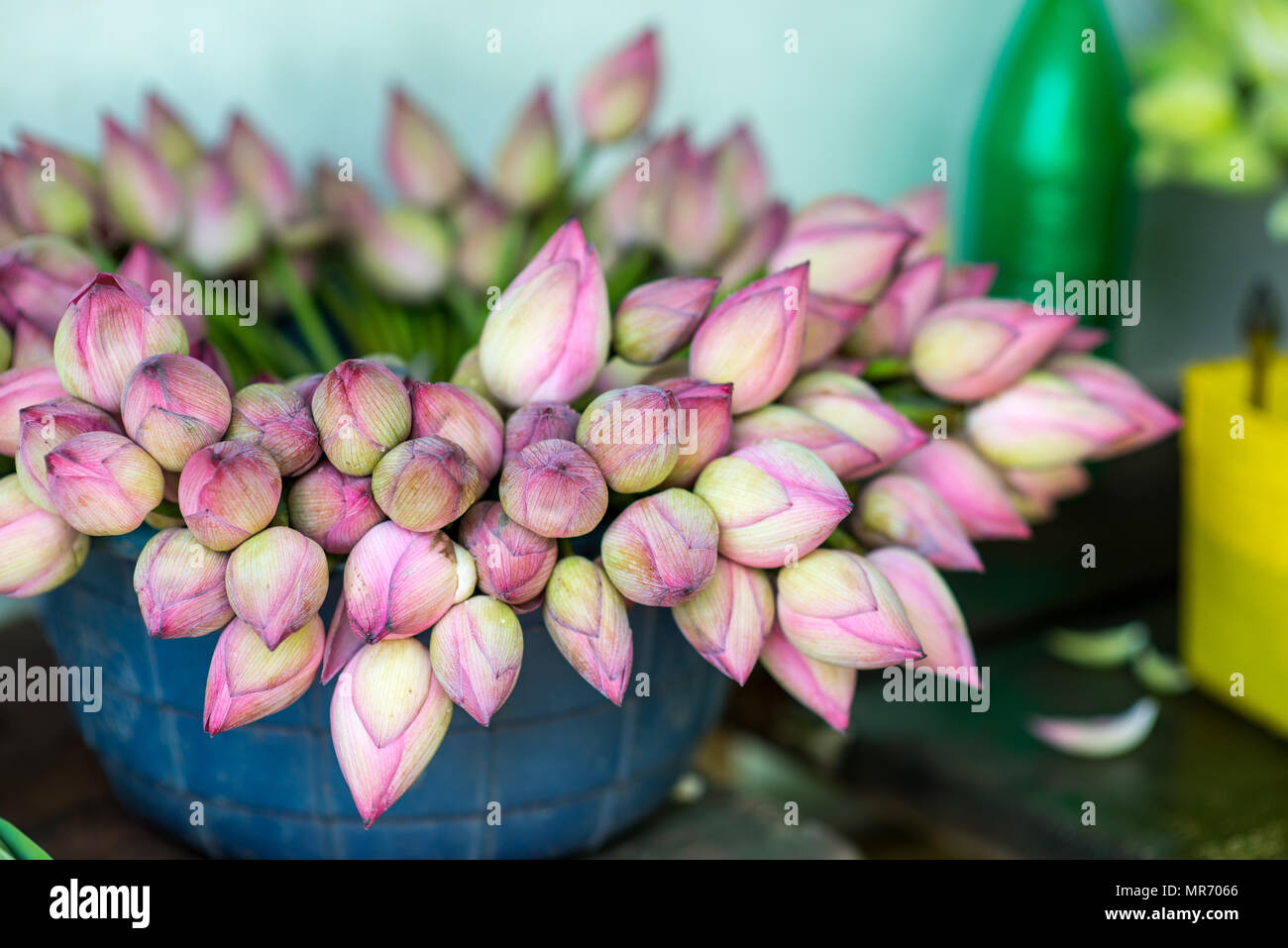 bunch of beautiful lotus flowers in plastic vase on market Stock Photo ...
