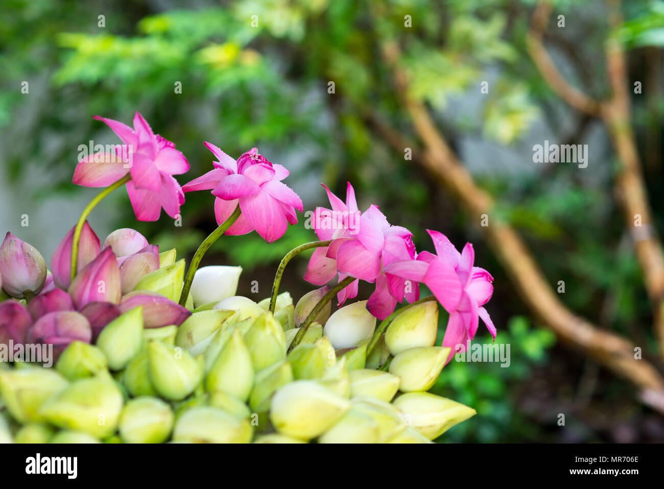Bunch lotus flowers hi-res stock photography and images - Alamy
