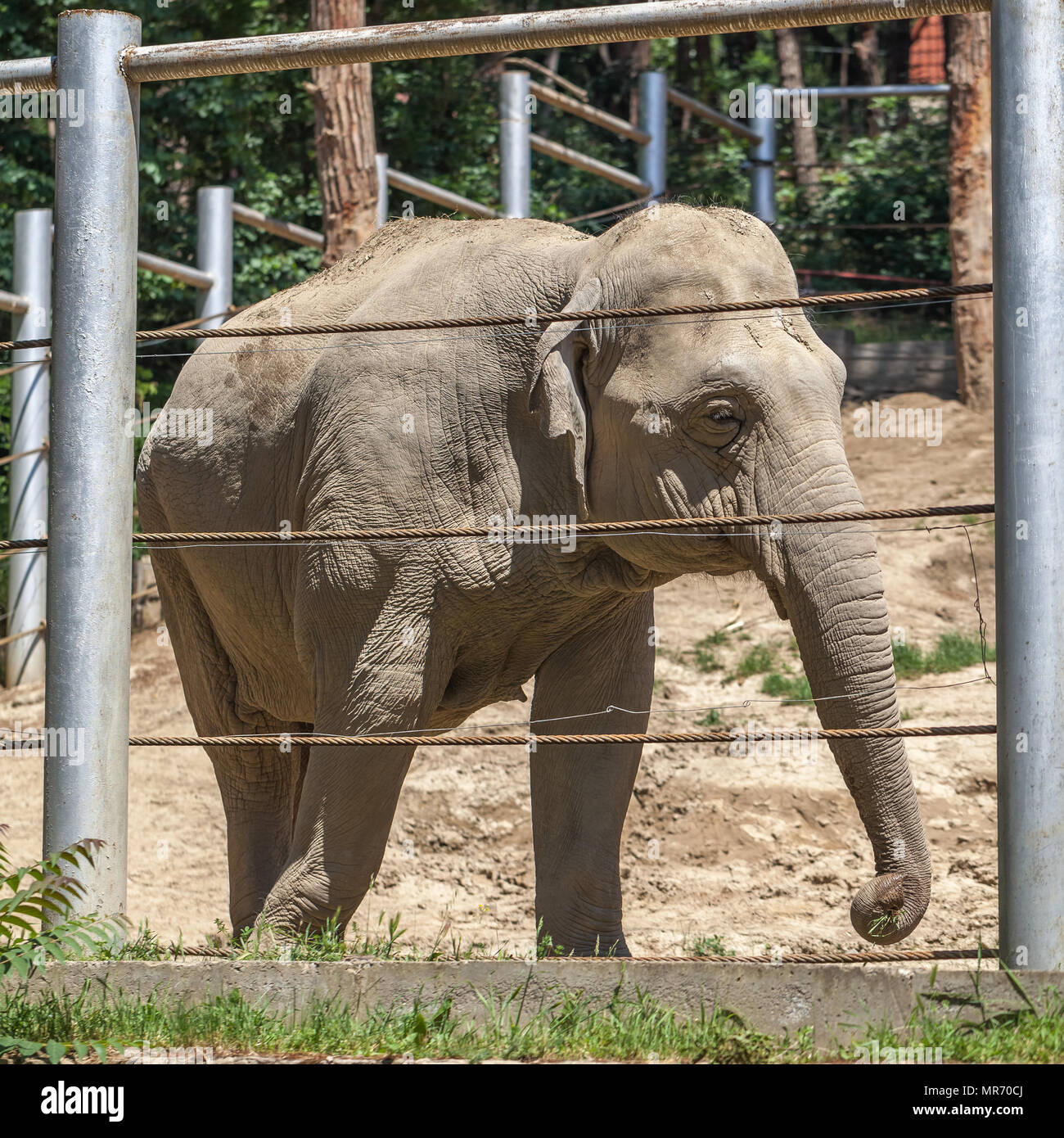 African elephant at the Tbilisi Zoo, Animal Stock Photo - Alamy