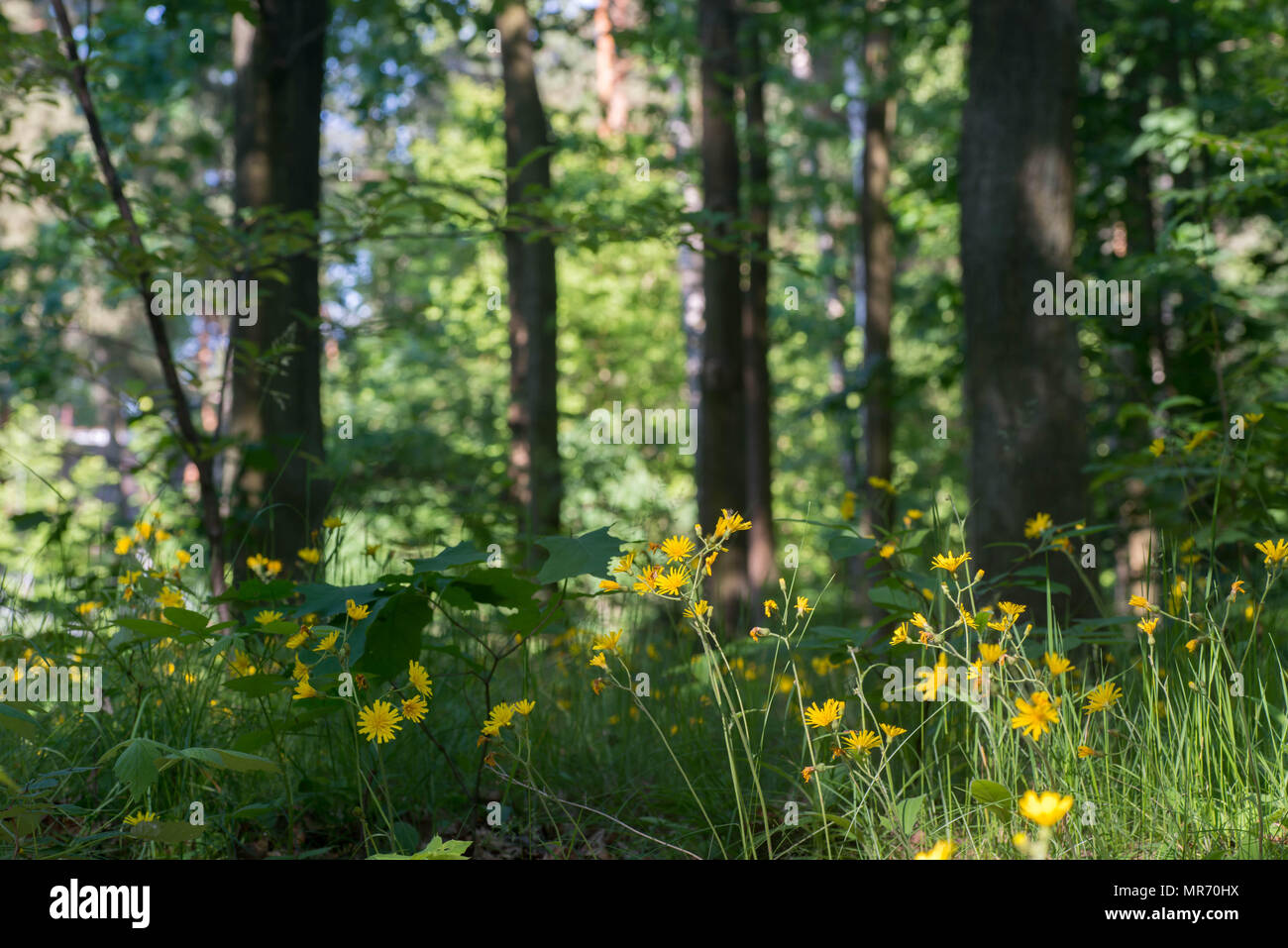 Forest yellow flowers hi-res stock photography and images - Alamy