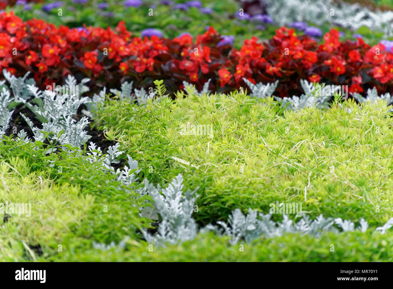 Spring fresh flower on flowerbed in city street Stock Photo - Alamy