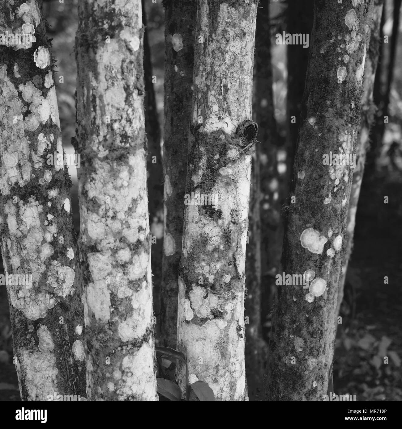 tree trunks black and white colour Stock Photo - Alamy