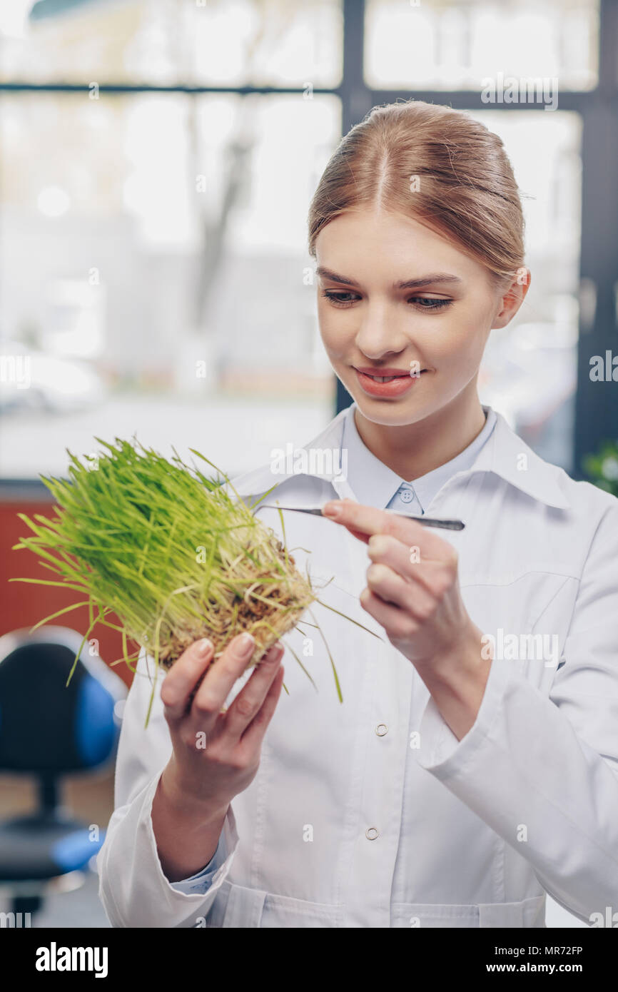 attractive biologist working with grass and tweezers in laboratory ...