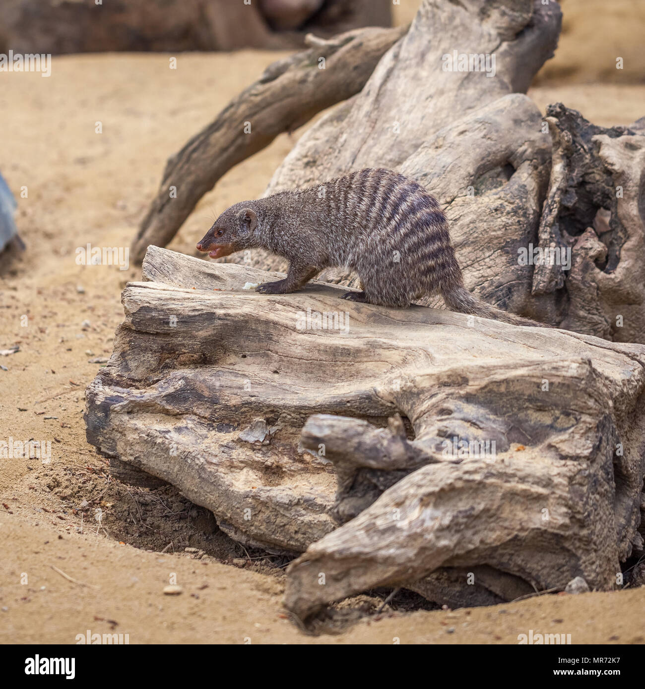 banded mongoose at the Tbilisi zoo, animal Stock Photo - Alamy