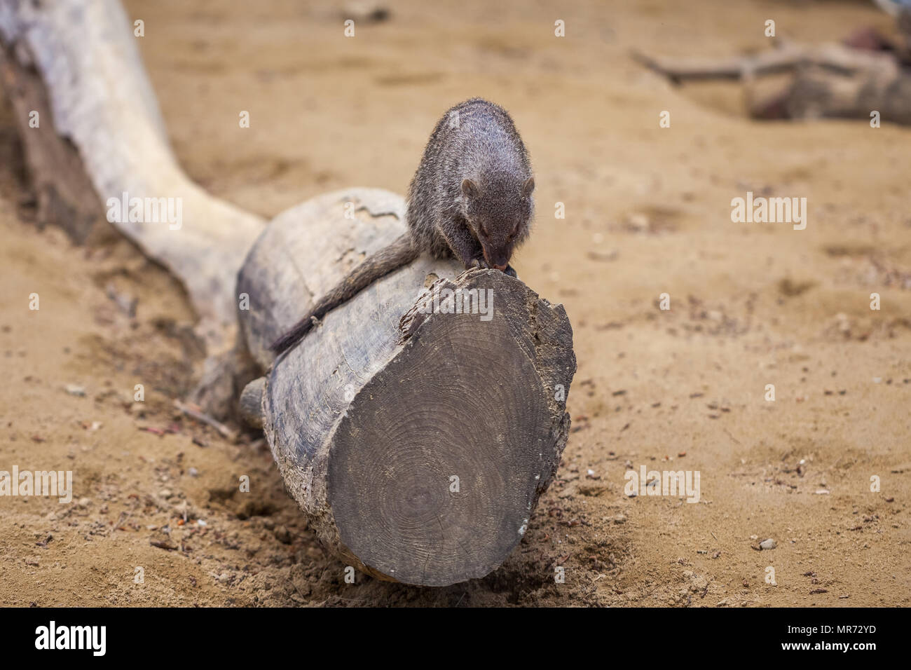 banded mongoose at the Tbilisi zoo, animal Stock Photo - Alamy