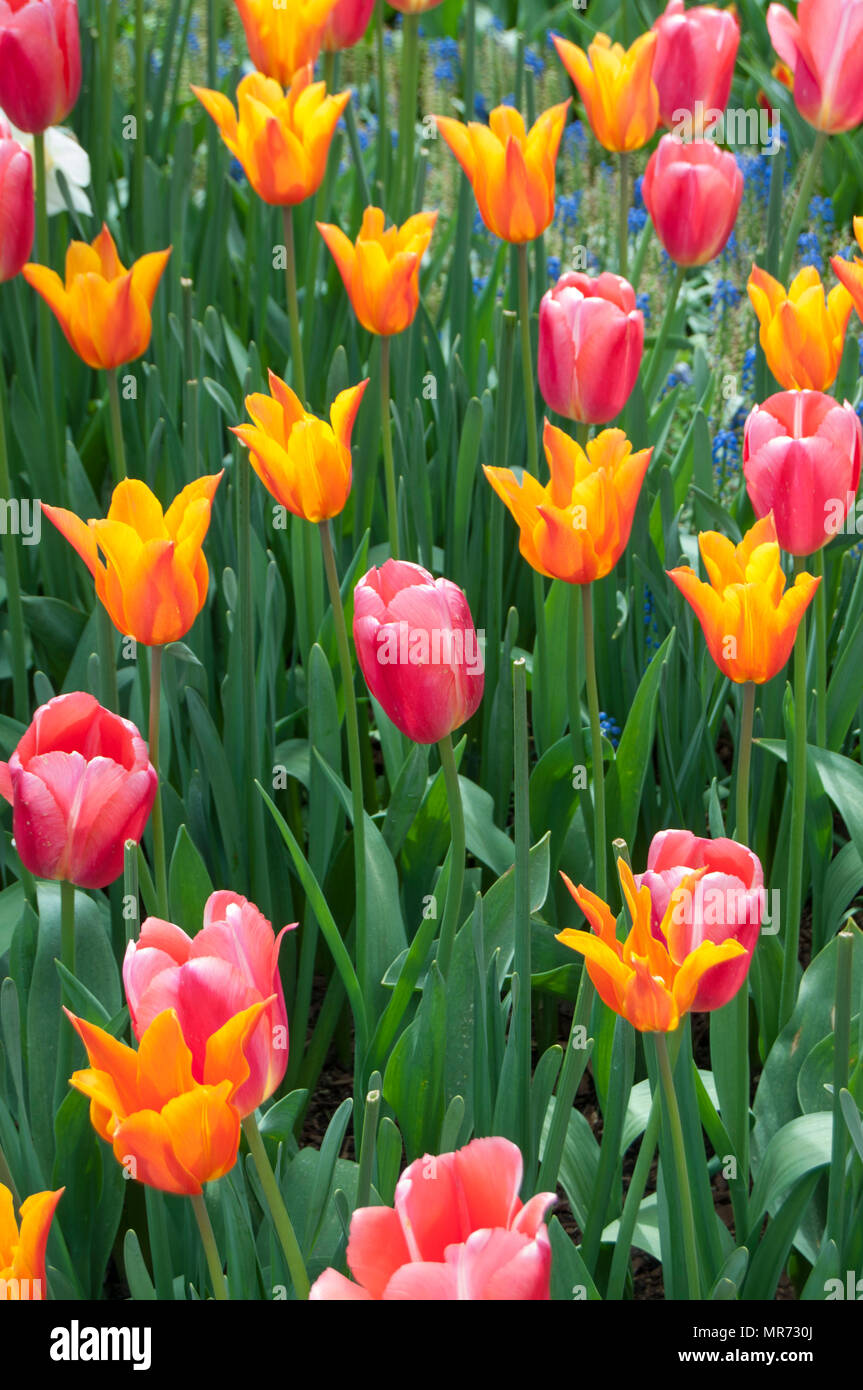Display tulips at Roozegaarde gardens in Mount Vernon,Washington in the ...