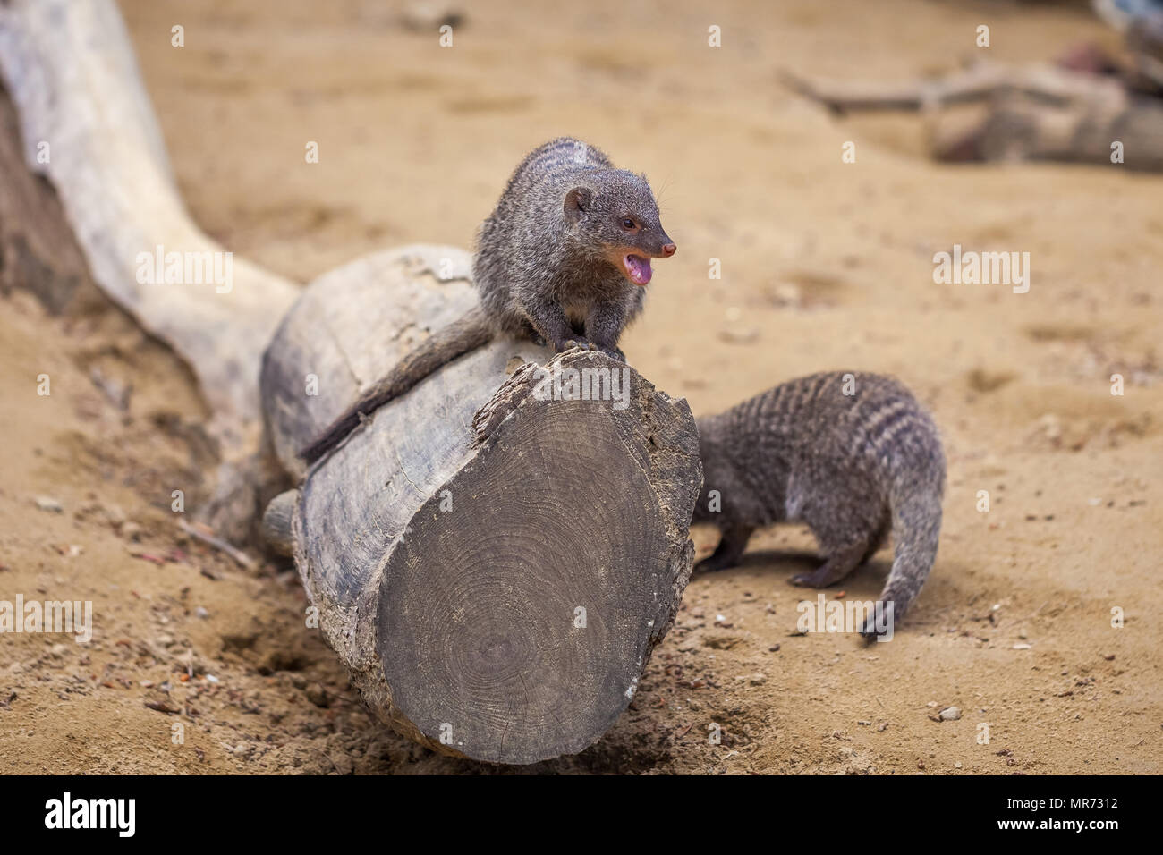 Tbilisi zoo hi-res stock photography and images - Alamy