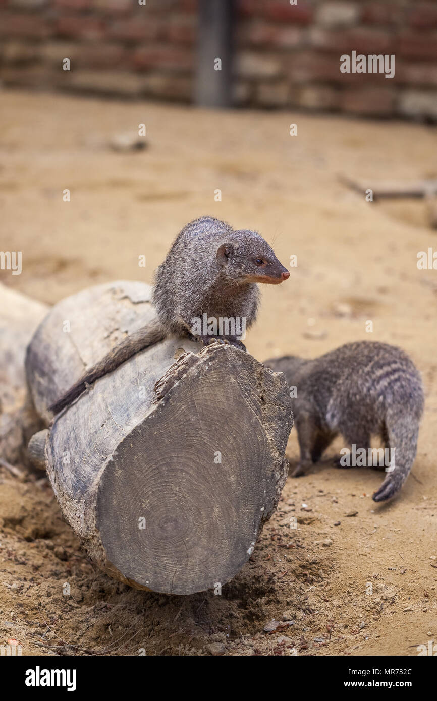 banded mongoose at the Tbilisi zoo, animal Stock Photo - Alamy
