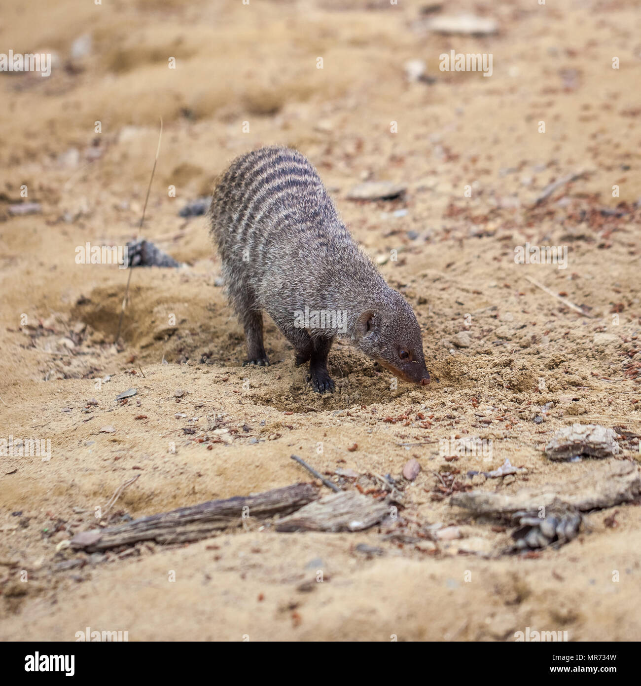 Tbilisi zoo hi-res stock photography and images - Alamy