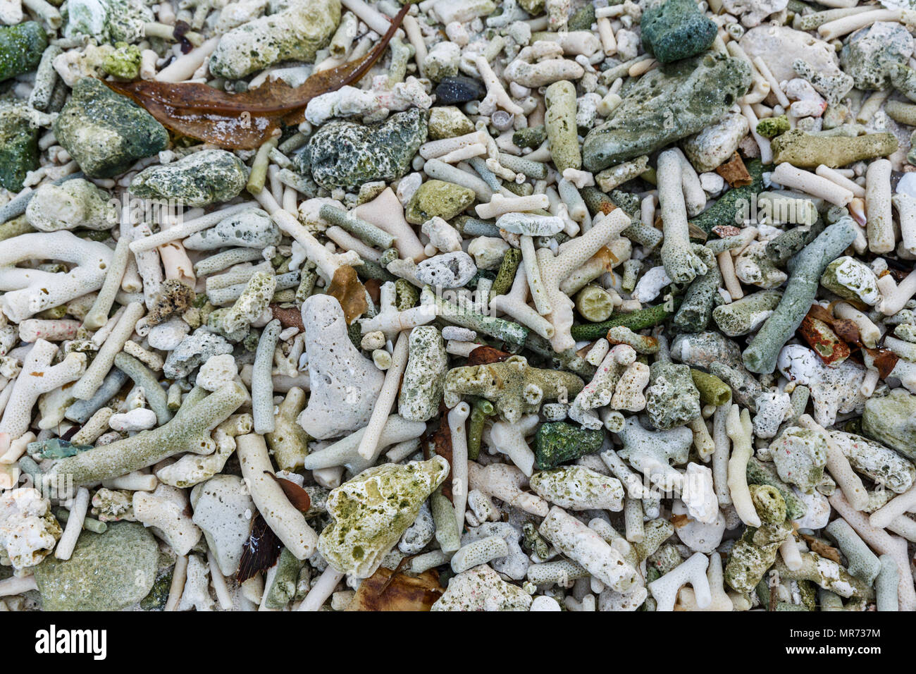 close up view of various sea stones and rocks, maldives, thoddoo Stock ...