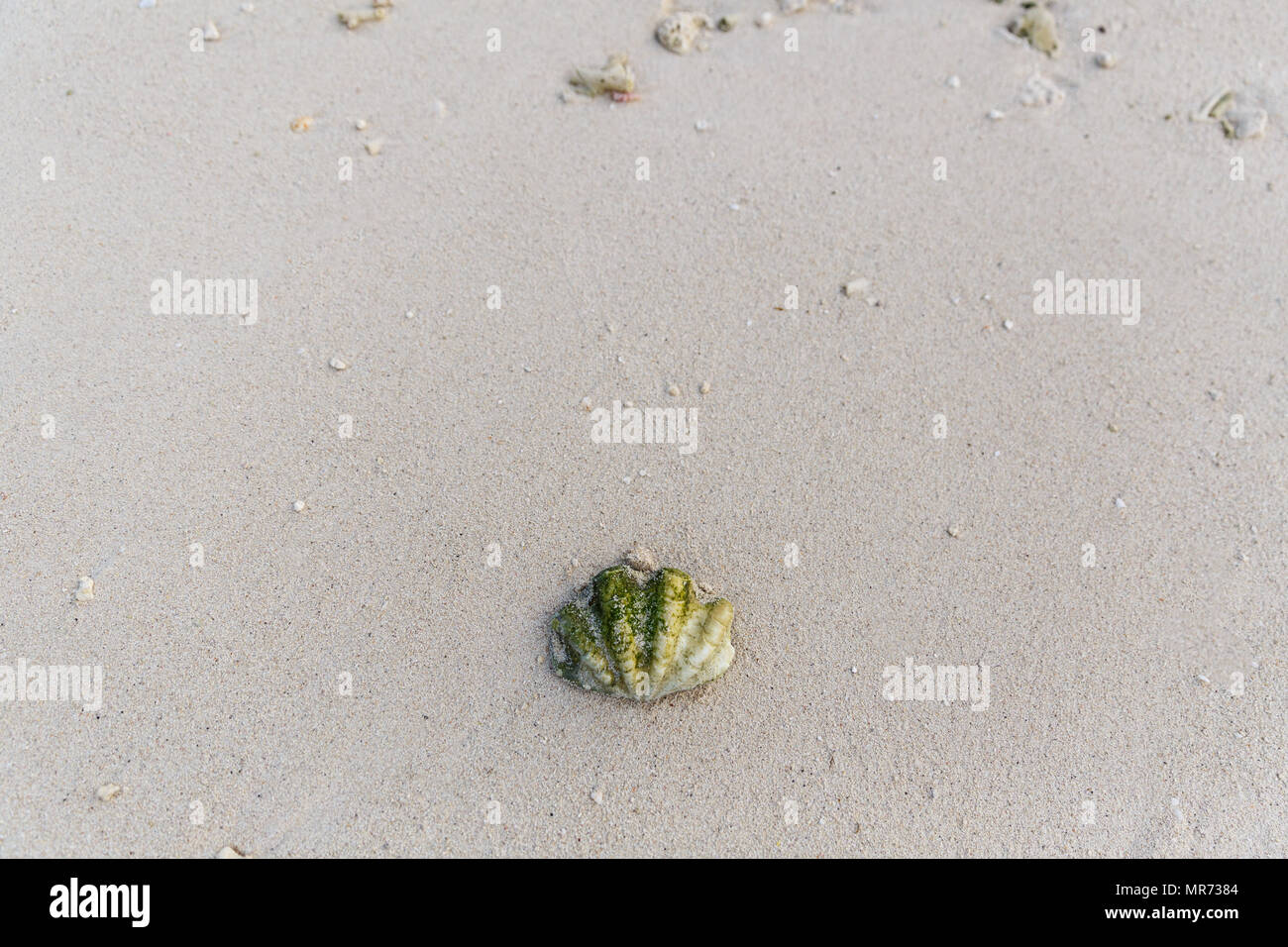 Seashell on beach in maldives hi-res stock photography and images - Alamy