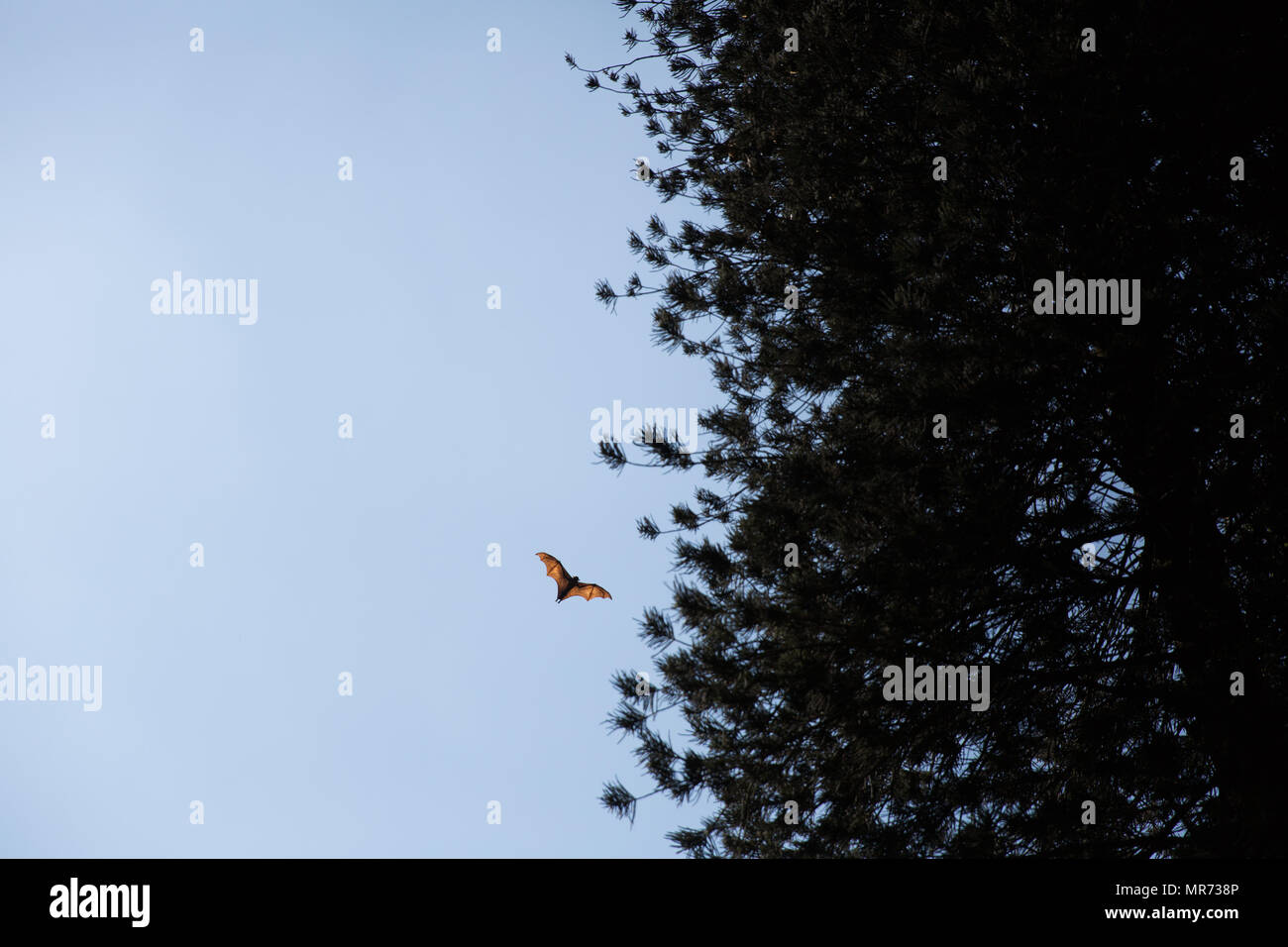 Bird flying into tree hi-res stock photography and images - Alamy