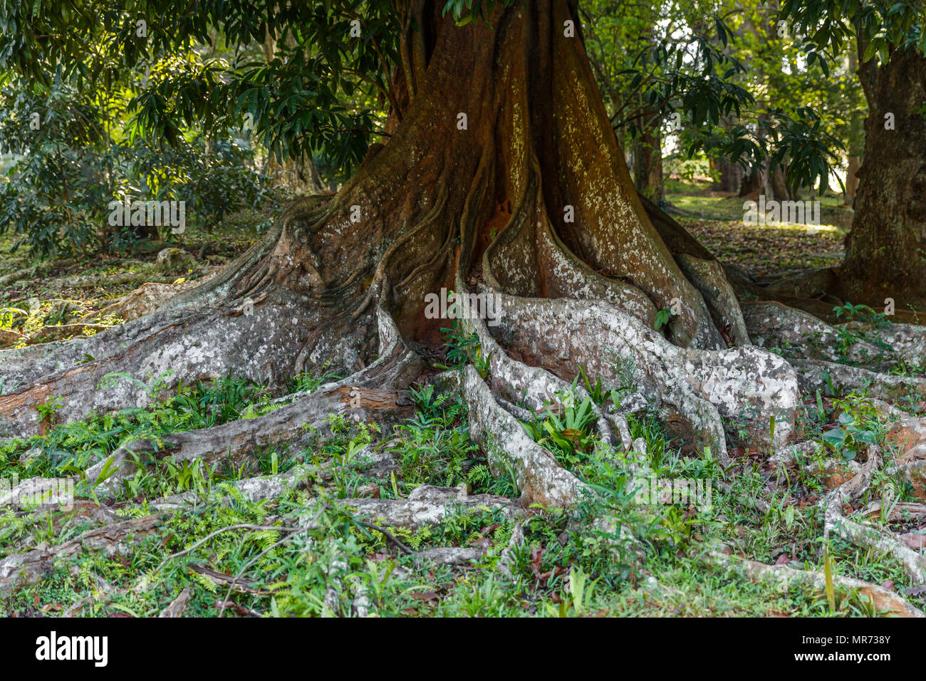 close up view of old tree with large roots, sri lanka, kandy Stock ...