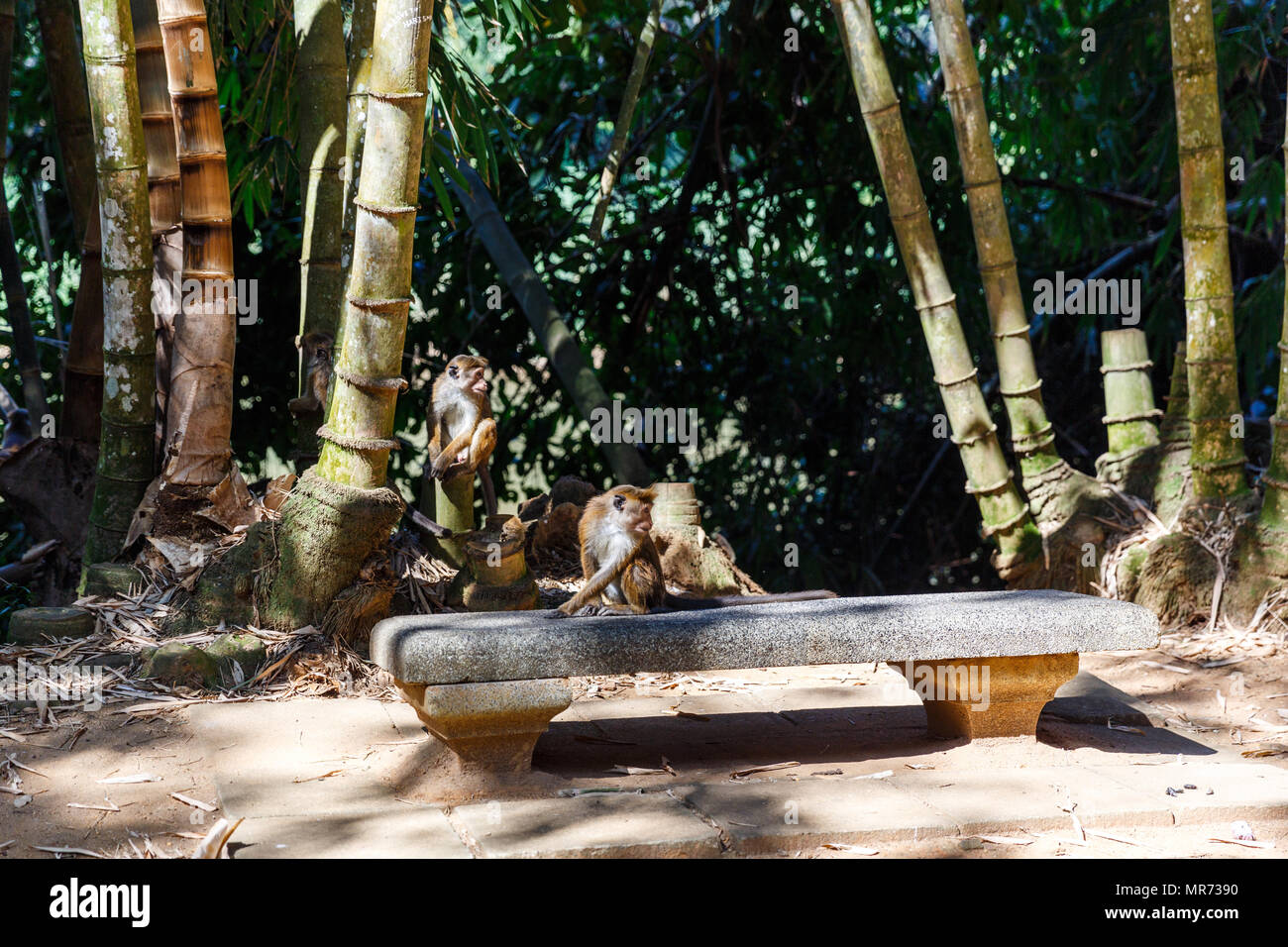 scenic view of wild monkey sitting on bench under trees, sri lanka ...