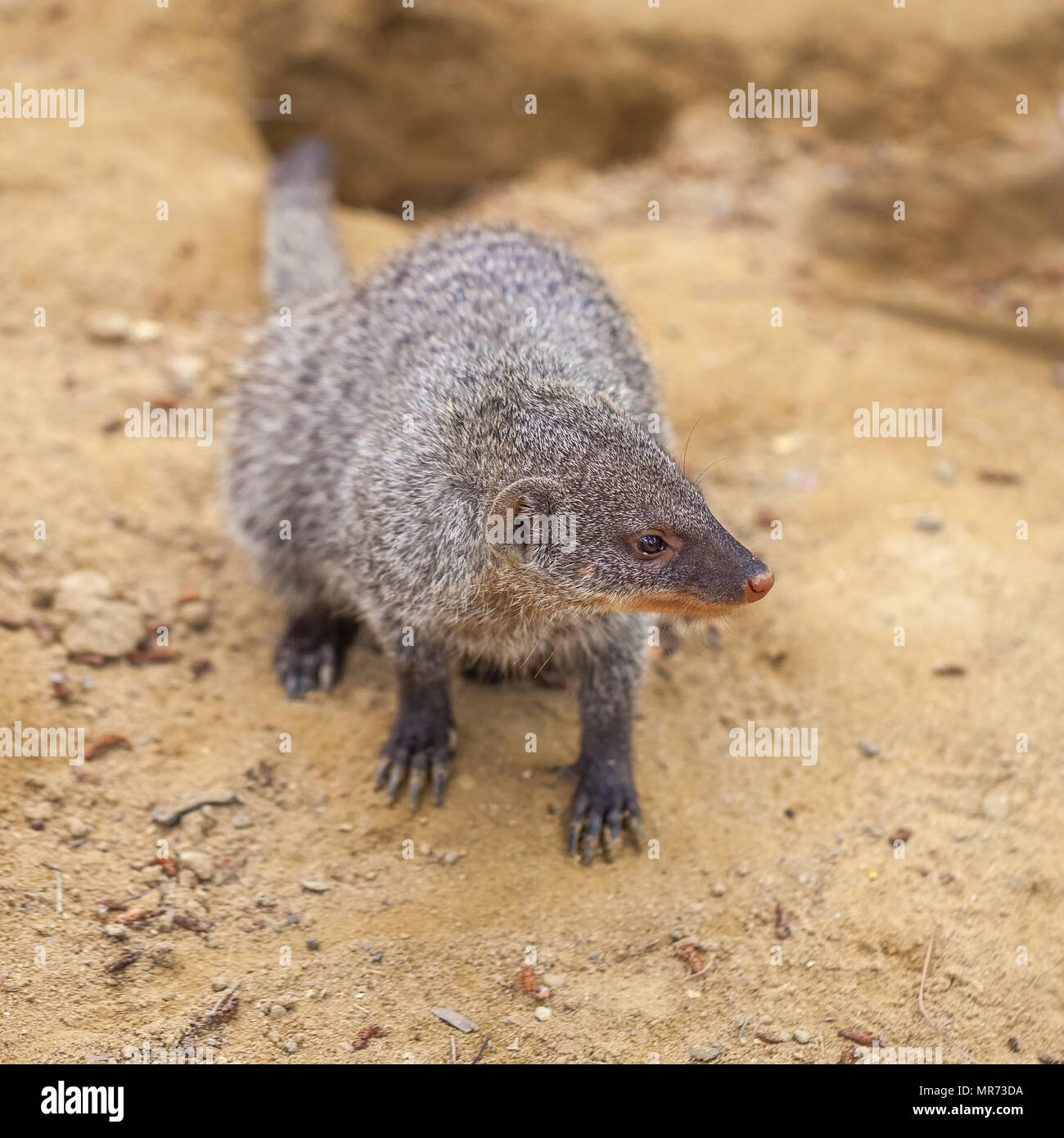 Tbilisi zoo hi-res stock photography and images - Alamy